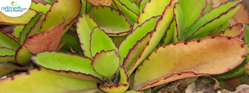 Health Benefits of Patharchatta | SanteNews